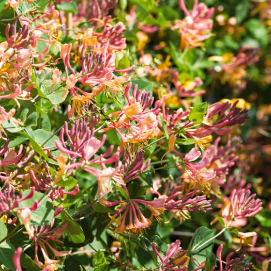 Chèvrefeuille Gold Flame - Lonicera heckrottii - Pot 3L