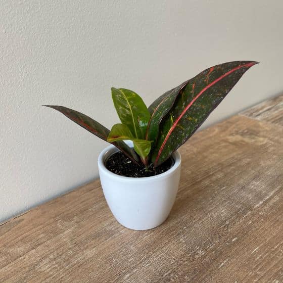 Micro Croton | Jardinerie Ferriere Fleurs