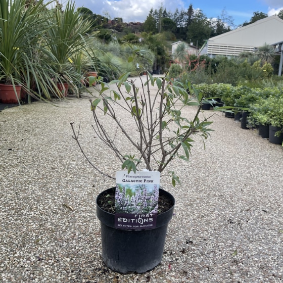Vitex Agnus Castus Galactic Pink - Pot 3L | Ferriere Fleurs