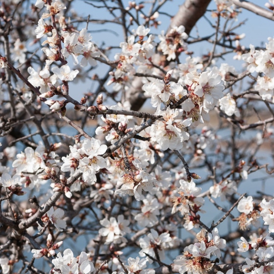 Amandier - Arbre fruitier Pépinière Ferriere Fleurs