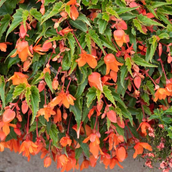 Begonia Summerwings Jardinerie Ferriere Fleurs depuis 1910